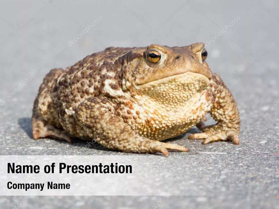 Toad PowerPoint Template - Toad PowerPoint Background
