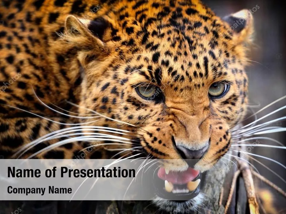 Leopard PowerPoint Template - Leopard PowerPoint Background
