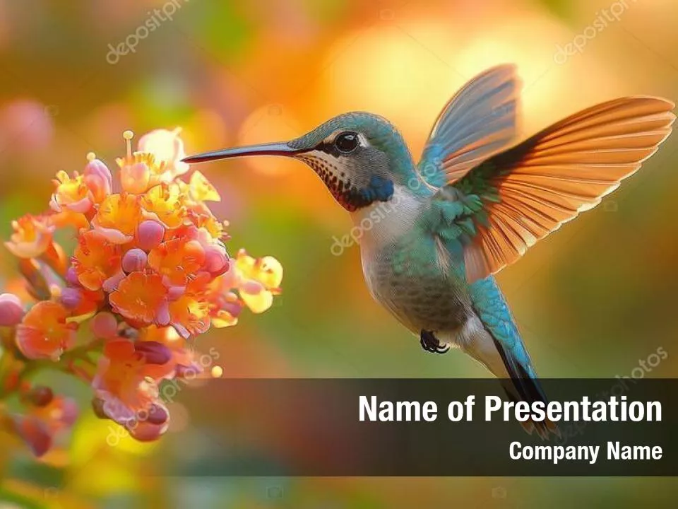 Hummingbird PowerPoint Template - Hummingbird PowerPoint Background