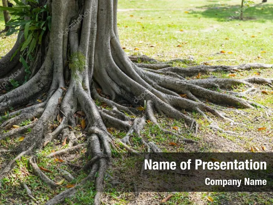 Tree Root PowerPoint Template - Tree Root PowerPoint Background