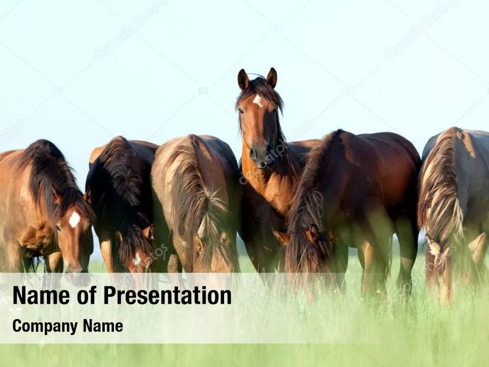 Horses PowerPoint Template - Horses PowerPoint Background