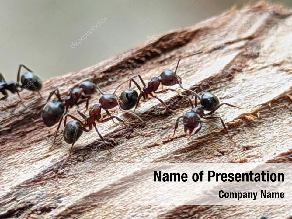 Ants PowerPoint Template - Ants PowerPoint Background