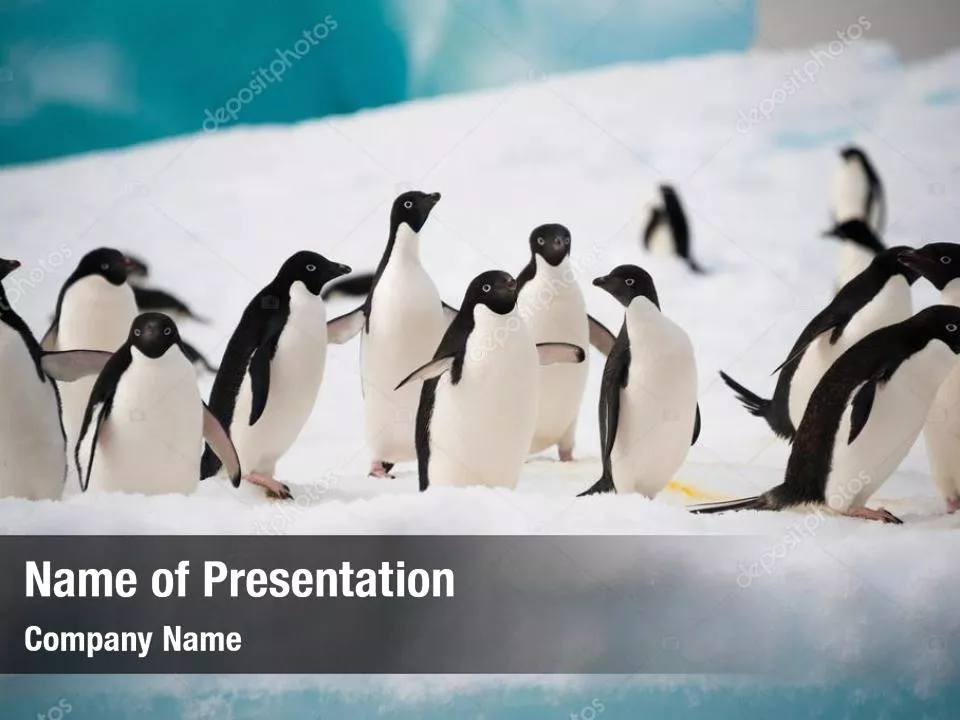 Penguins PowerPoint Template - Penguins PowerPoint Background