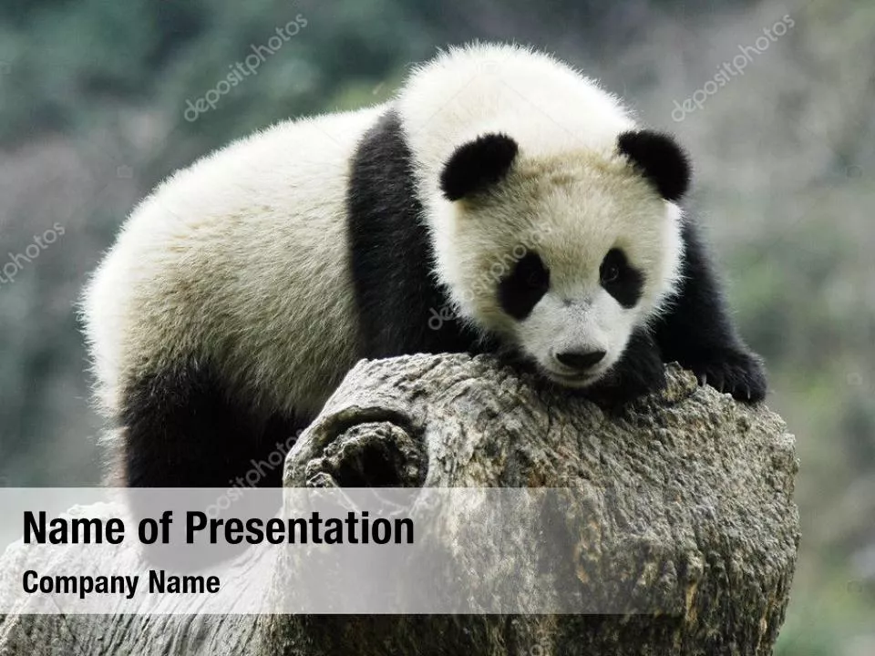 Panda PowerPoint Template - Panda PowerPoint Background