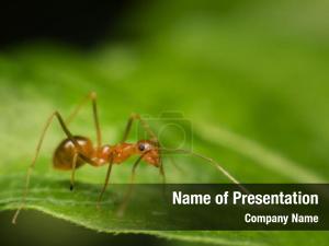 Ant PowerPoint Templates - PowerPoint Backgrounds for Ant Presentation